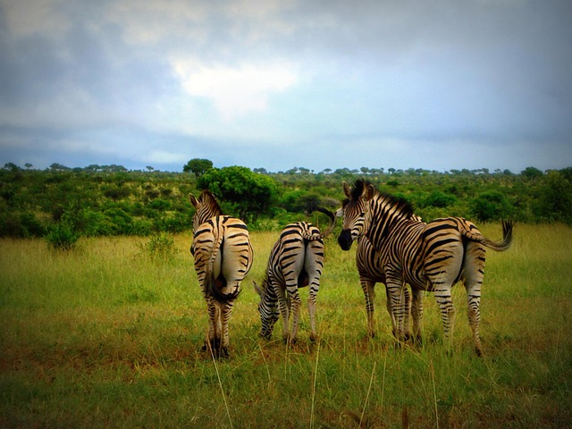 Africa South Zebras - Free photo on Pixabay