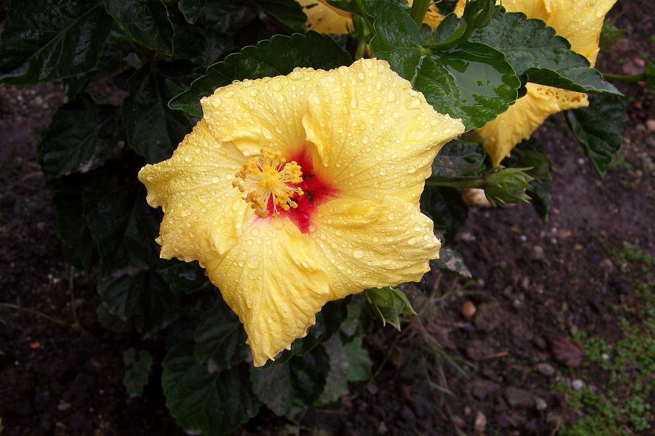 Flor Amarillo Flora - Foto gratis en Pixabay