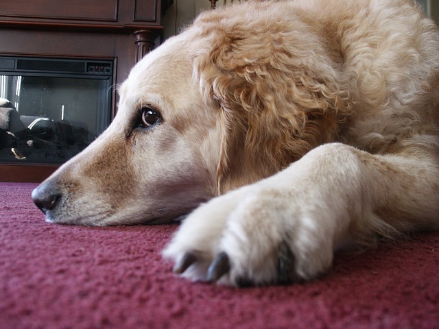 Perro Relajante Mascota - Foto gratis en Pixabay
