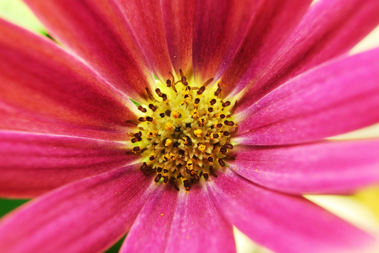 Macro Shot Blossom - Free photo on Pixabay