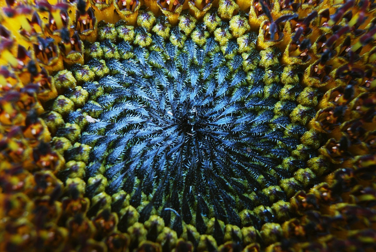 10,000+ Sunflower Images & Pictures [HD] - Pixabay