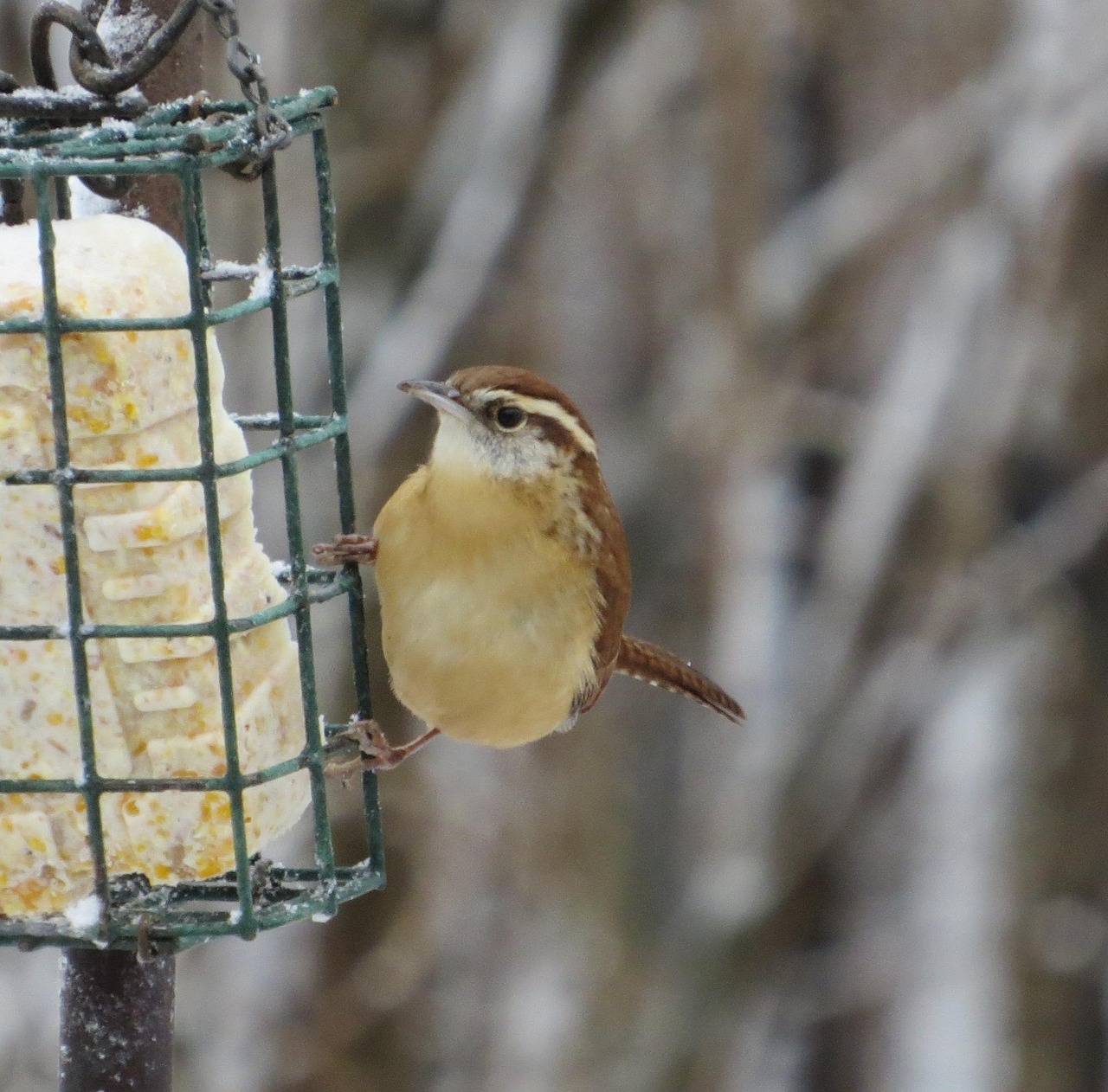 40+ Free Carolina Wren & Wren Images - Pixabay