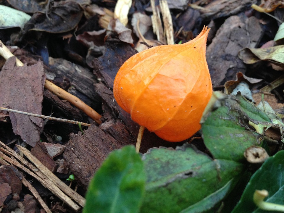 Fleur De Lampion Orange - Photo gratuite sur Pixabay - Pixabay