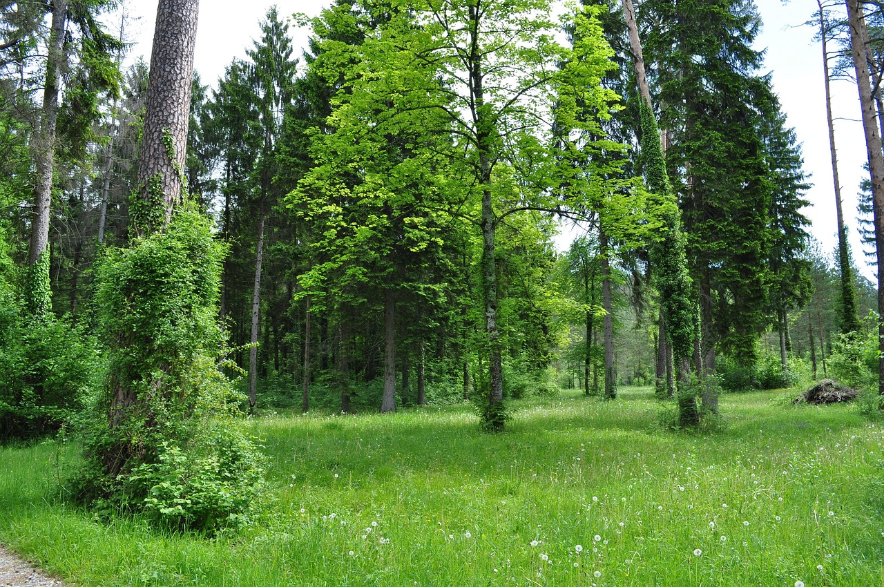 Forest Green Free Photo On Pixabay Pixabay