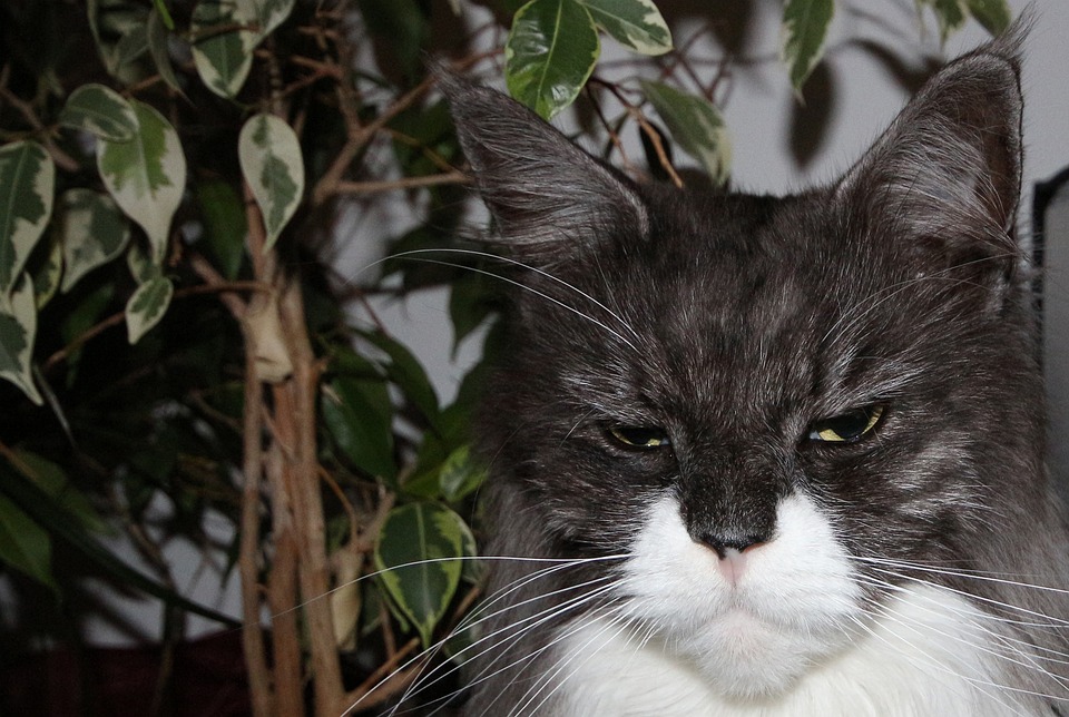 Maine Coon Gato Cara De - Foto gratis en Pixabay - Pixabay