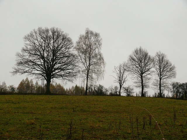 Fall November Forest - Free photo on Pixabay