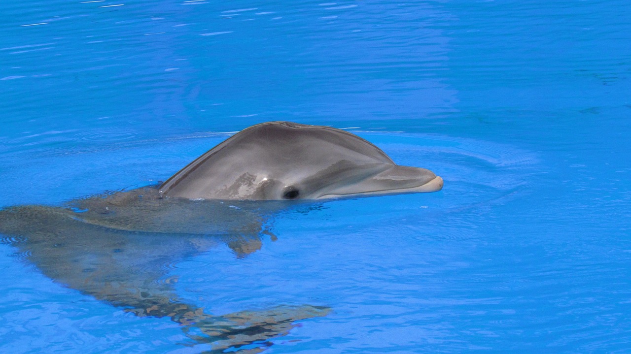 10,000+ Free Dolphin Fish & Dolphin Images - Pixabay