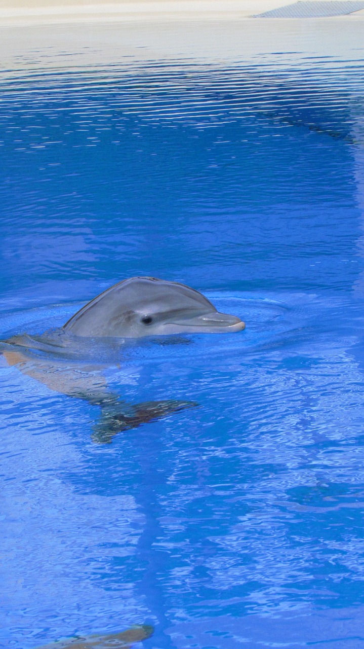 10,000+ Free Dolphin Fish & Dolphin Images - Pixabay