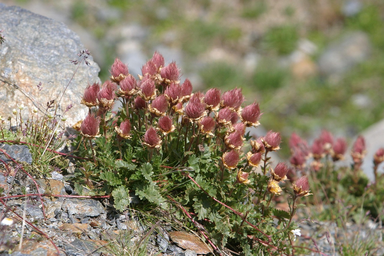 Mountain Flowers Alpine Flora - Free photo on Pixabay - Pixabay