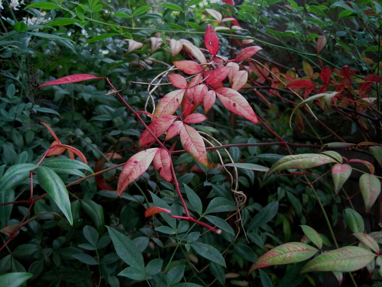 Leaves Oblong Clump - Free photo on Pixabay - Pixabay