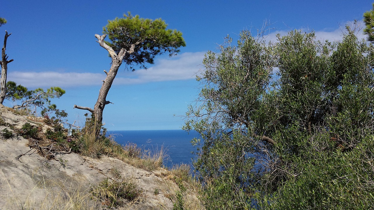 10,000+ Free Bushes & Nature Images - Pixabay