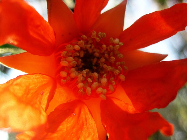 Flor Bloom Granada - Foto gratis en Pixabay - Pixabay