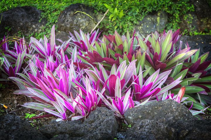 70+ Free Samoa & American Samoa Images - Pixabay
