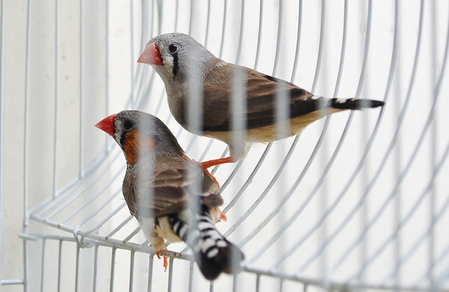 Finches Birds Evolution - Free photo on Pixabay