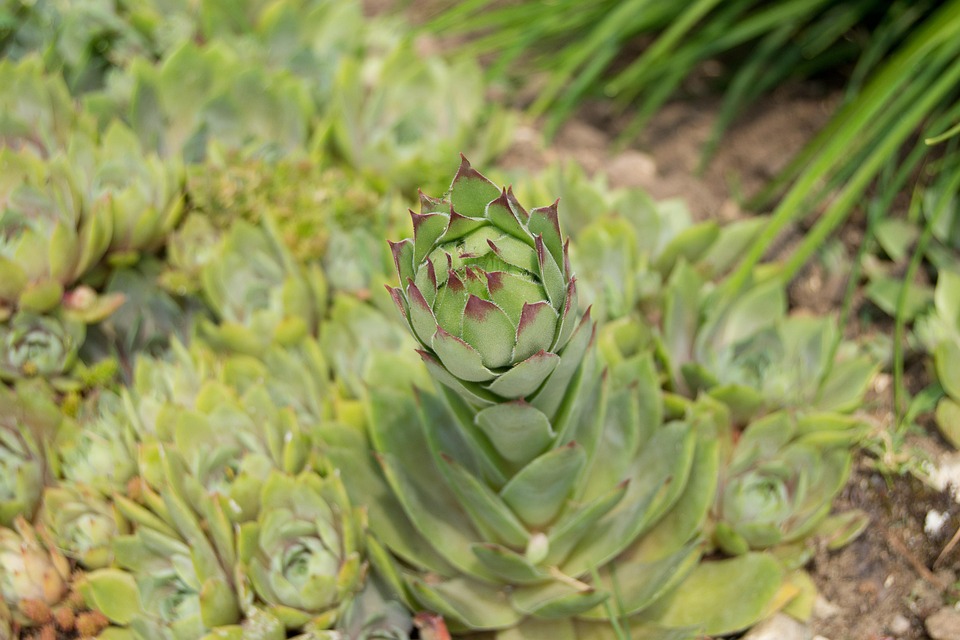 Plant Houseleek Pointed - Free photo on Pixabay