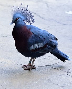 30+ Free Victoria Crowned Pigeon & Bird Images - Pixabay