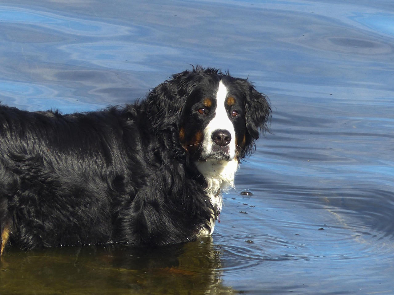 Anjing Gunung Bernese - Foto gratis di Pixabay - Pixabay