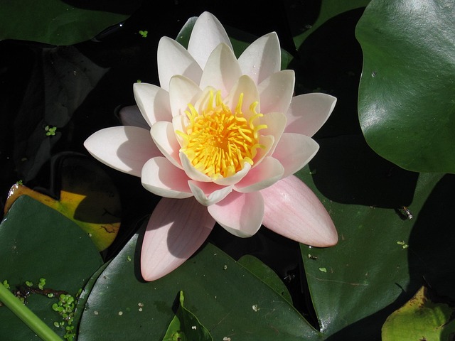 Bunga Kolam - Foto gratis di Pixabay - Pixabay