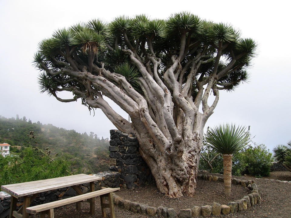 Árbol Naturaleza Paisaje - Foto gratis en Pixabay - Pixabay