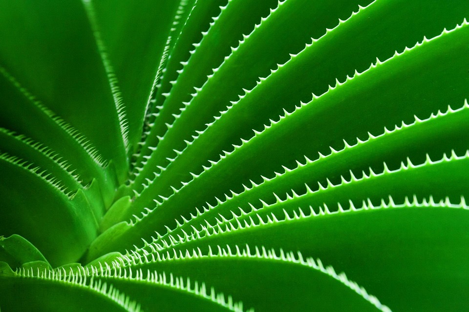 Green Nature Botany - Free photo on Pixabay