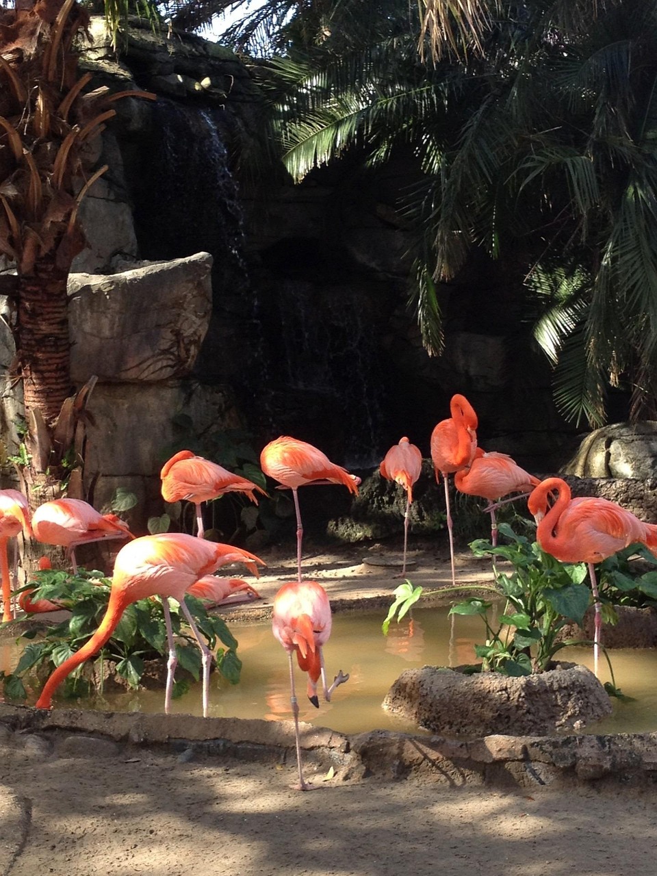 Birds Flamingos Flock - Free photo on Pixabay