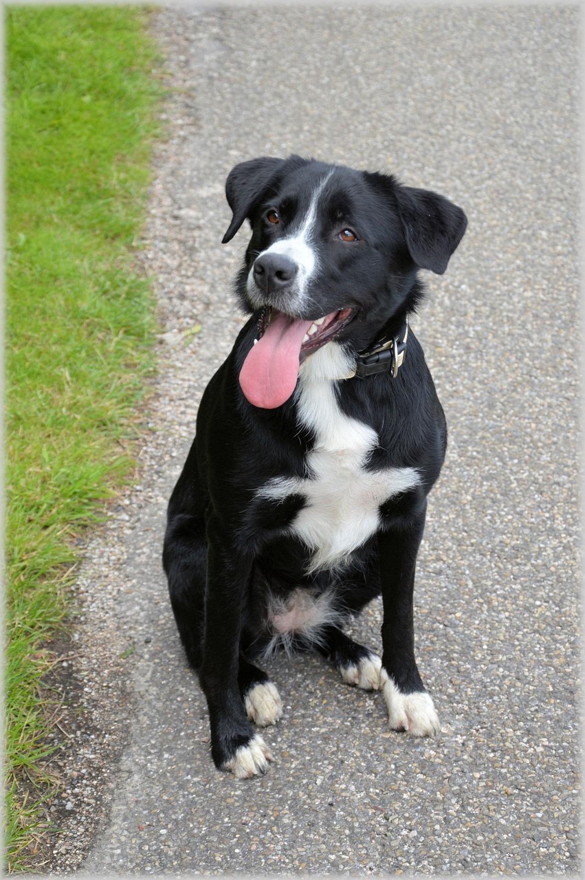 20,000+ Free Guide Dog & Dog Images - Pixabay