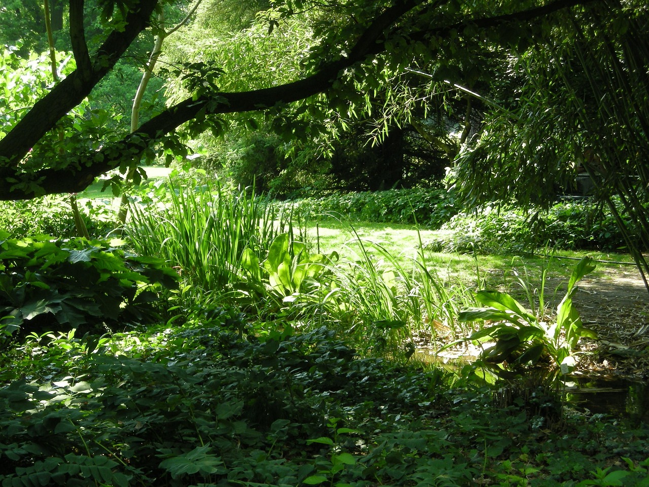 Plant Nature Green - Free photo on Pixabay - Pixabay
