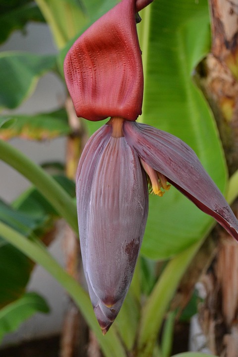 Bunga Pisang - Foto gratis di Pixabay