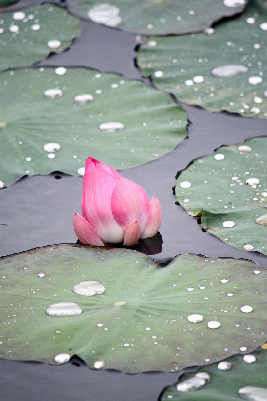 Fleur De Lotus Rose Fanée Feuilles - Photo gratuite sur Pixabay - Pixabay