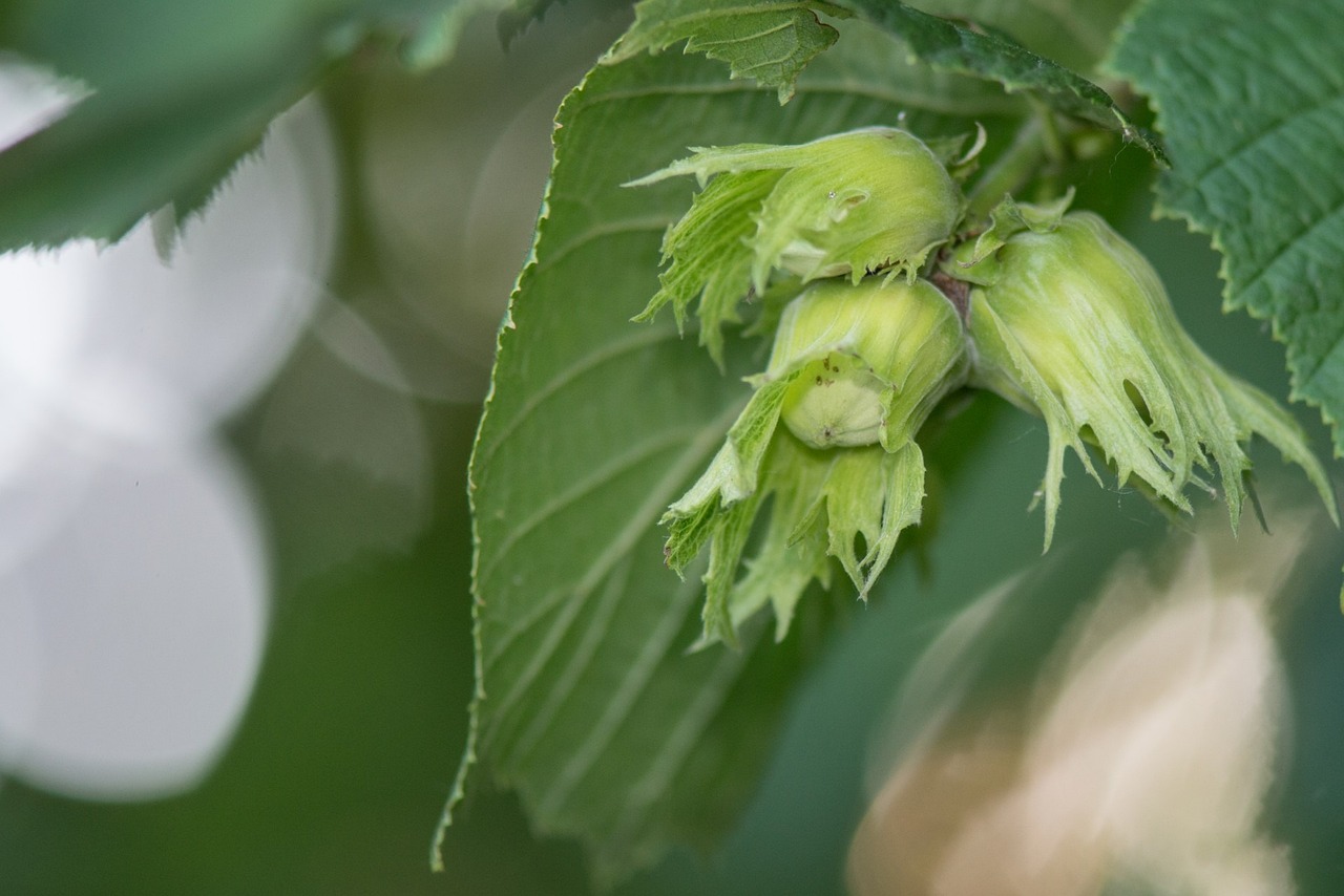 5+ Free Three Nuts & Three Images - Pixabay