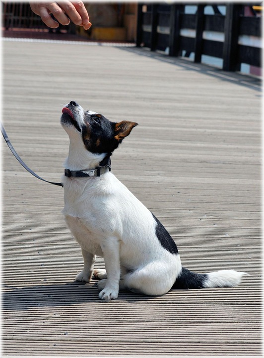 Hund Hunde Haustier - Kostenloses Foto auf Pixabay - Pixabay