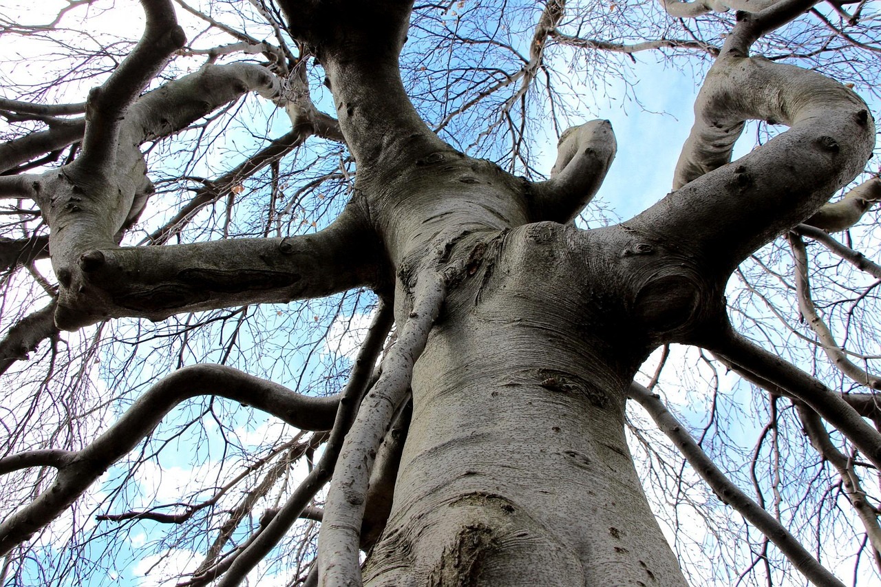 Tree Gnarled Twisting - Free photo on Pixabay - Pixabay