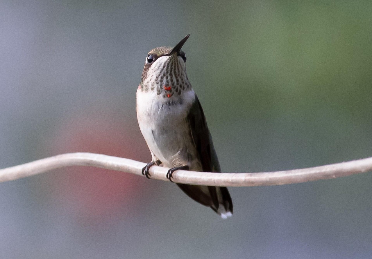 Colibrí Juvenil Rubí - Foto gratis en Pixabay - Pixabay