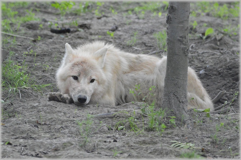 Wolf Predator European Gray - Free photo on Pixabay - Pixabay