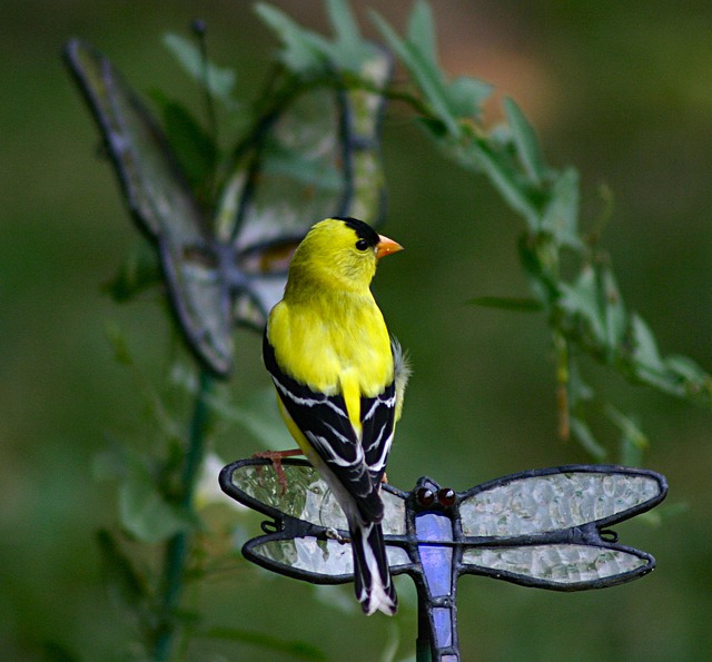 Gold Finch Bird Feathered · Free photo on Pixabay