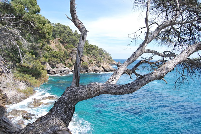 Mer Arbre Bleu Azur - Photo gratuite sur Pixabay - Pixabay