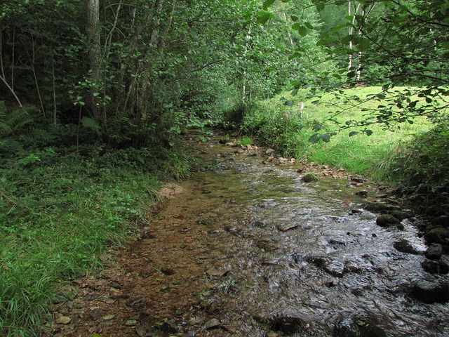 Arroyo Naturaleza - Foto gratis en Pixabay - Pixabay