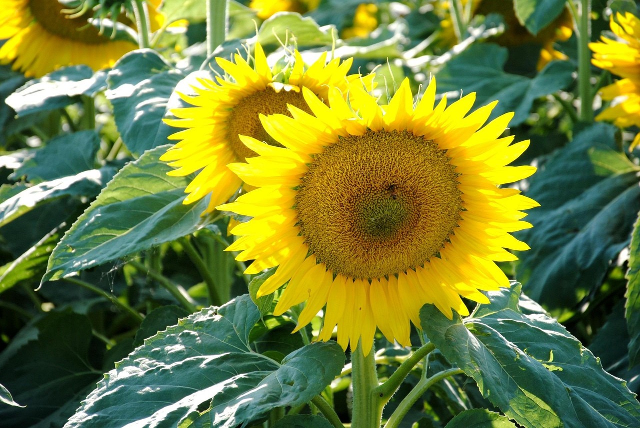 Sunflower Field Summer - Free photo on Pixabay - Pixabay