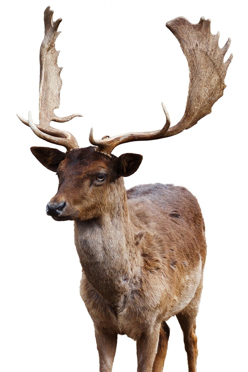 Animal Isolated Deer - Free photo on Pixabay - Pixabay