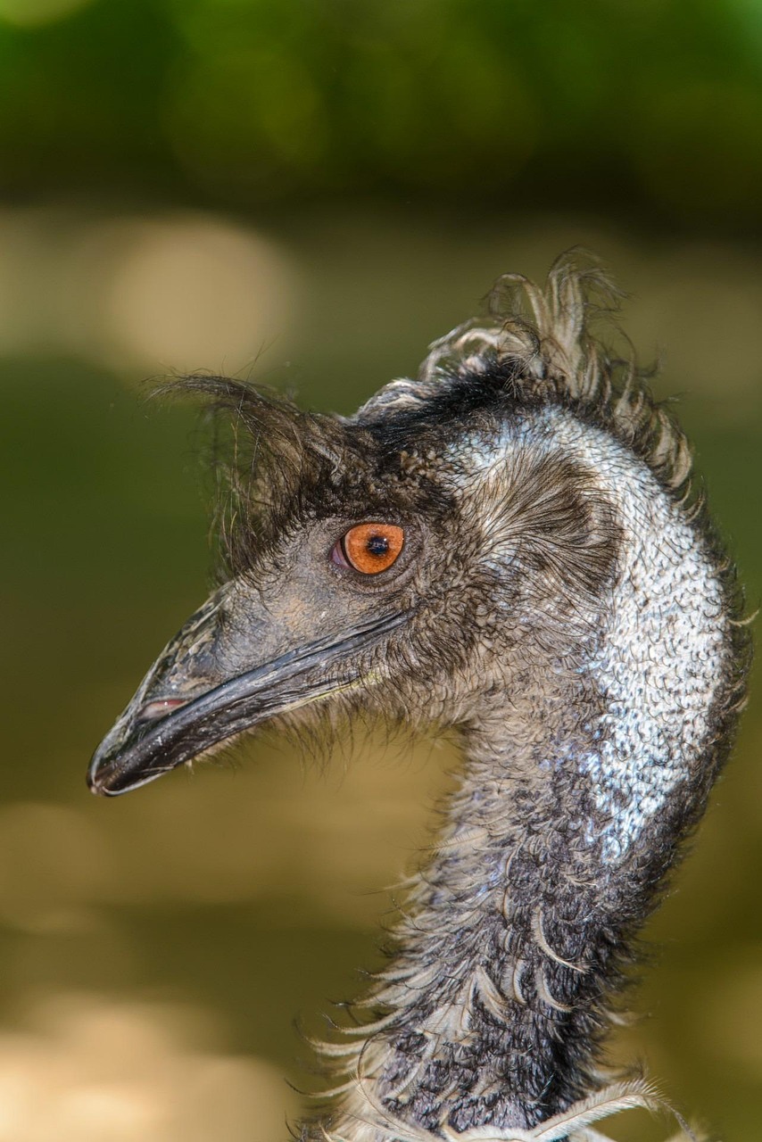Dromaius Novaehollandiae Emu Brown - Free photo on Pixabay - Pixabay