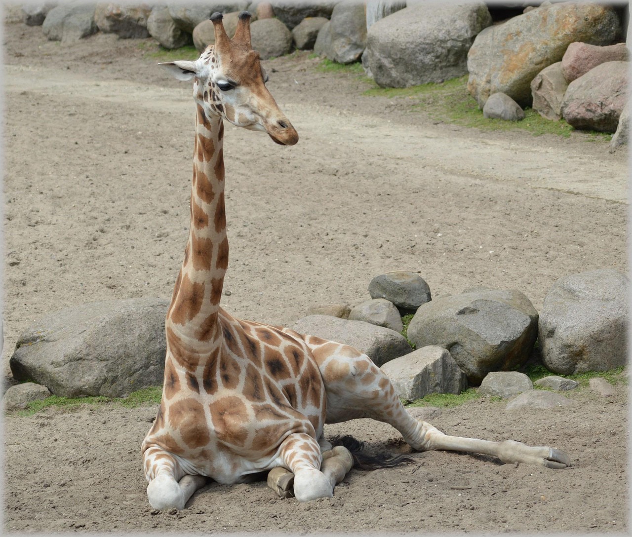 Giraffe Giraffa Camelopardalis - Free photo on Pixabay