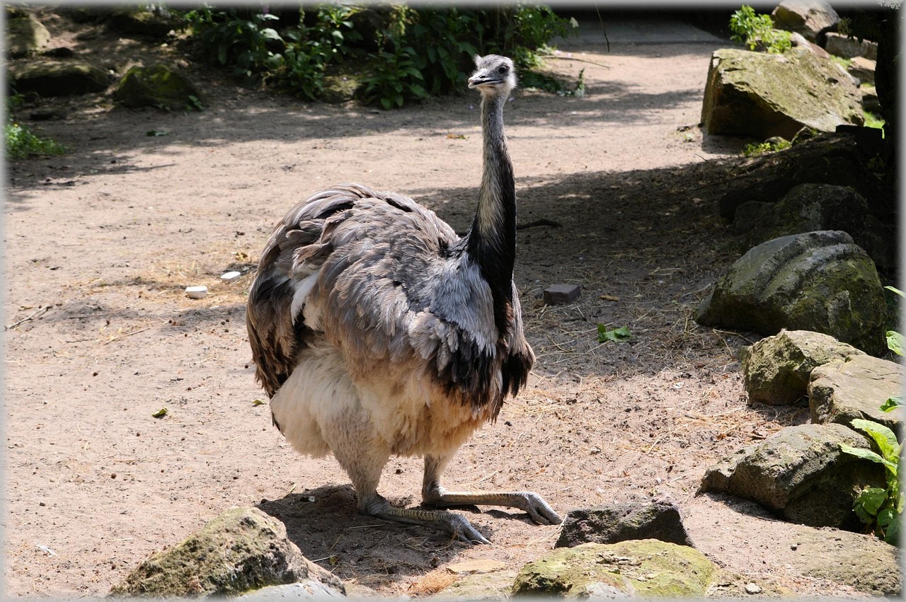 Ostrich African Flightless Bird - Free photo on Pixabay - Pixabay