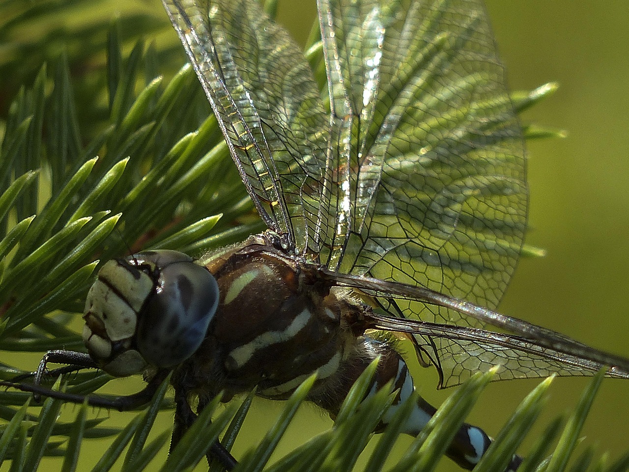 100+ Free Dragonfly Transparent & Dragonfly Images - Pixabay