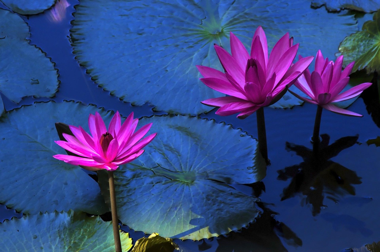 10,000+ Lotus Flower Pictures and Photos in Hi-Res - Pixabay