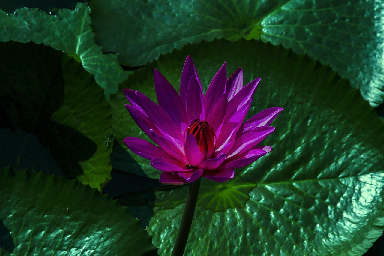 Lotusblume Seerose Pflanze - Kostenloses Foto auf Pixabay - Pixabay