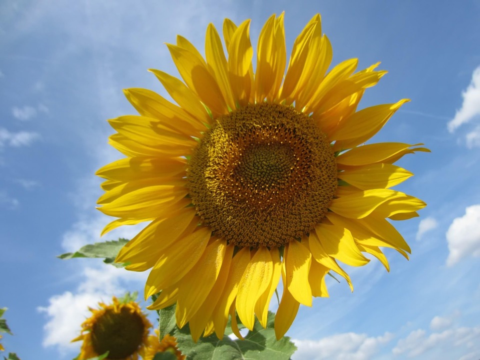 Tournesol Fermer Paradis - Photo gratuite sur Pixabay - Pixabay