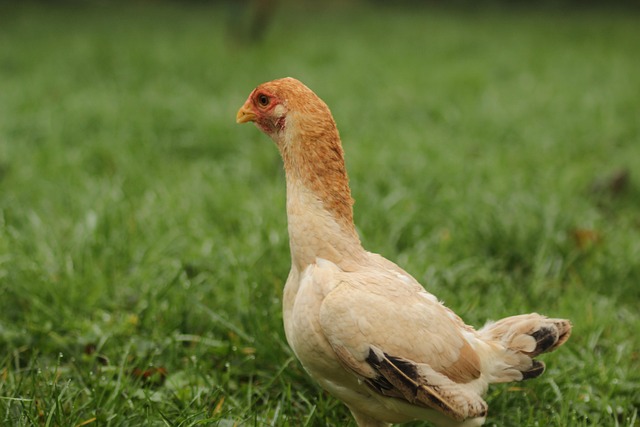 Ayam Halaman Pertanian - Foto gratis di Pixabay - Pixabay