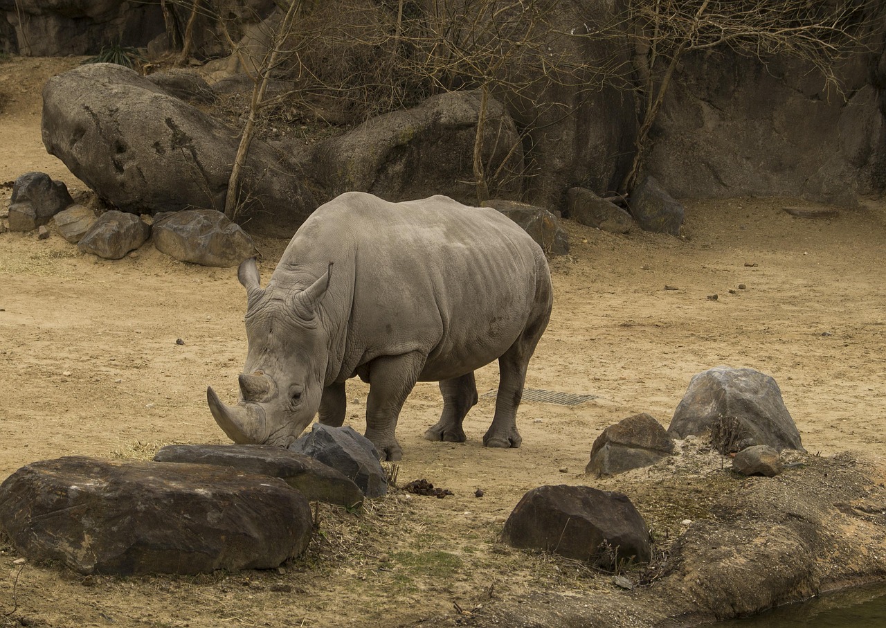 Rhinoceros Rhinos Zoo - Free photo on Pixabay