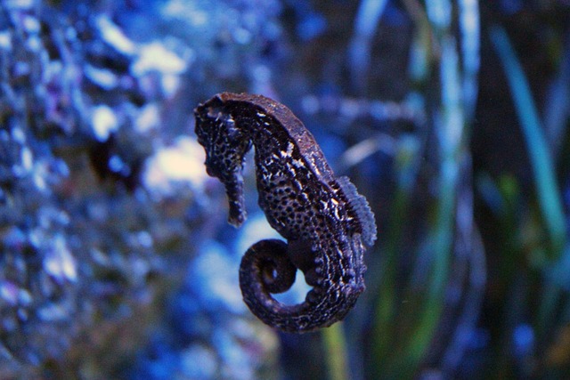 Free photo: Sea Horse, Fish, Water, Aquarium - Free Image on Pixabay ...