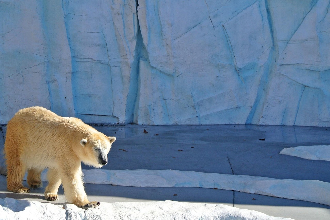 Polar Bear Zoo - Free photo on Pixabay - Pixabay